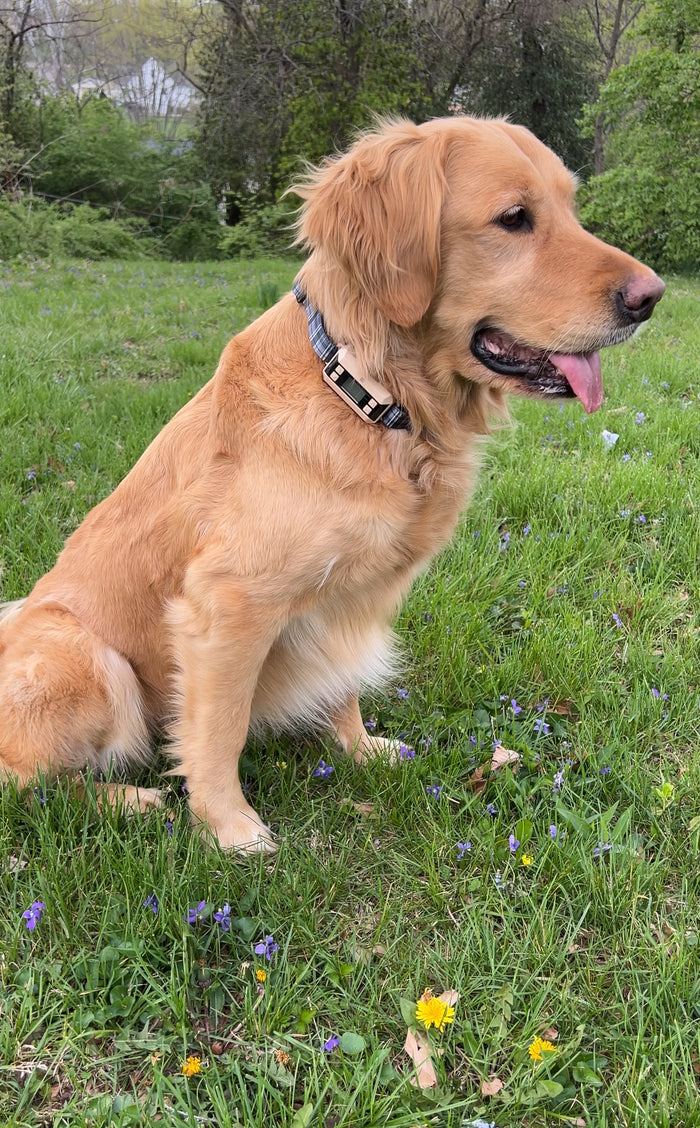 Best Gps Dog Fence | Wireless Dog Fence System | PawTronic GPS