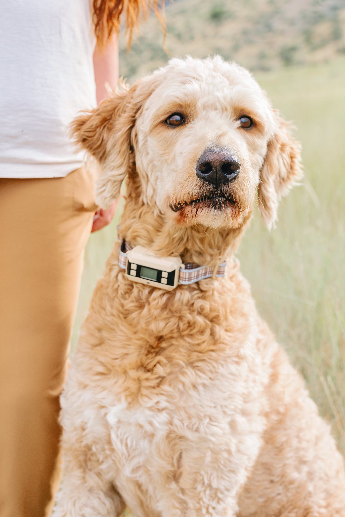 Best Gps Dog Fence | Wireless Dog Fence System | PawTronic GPS