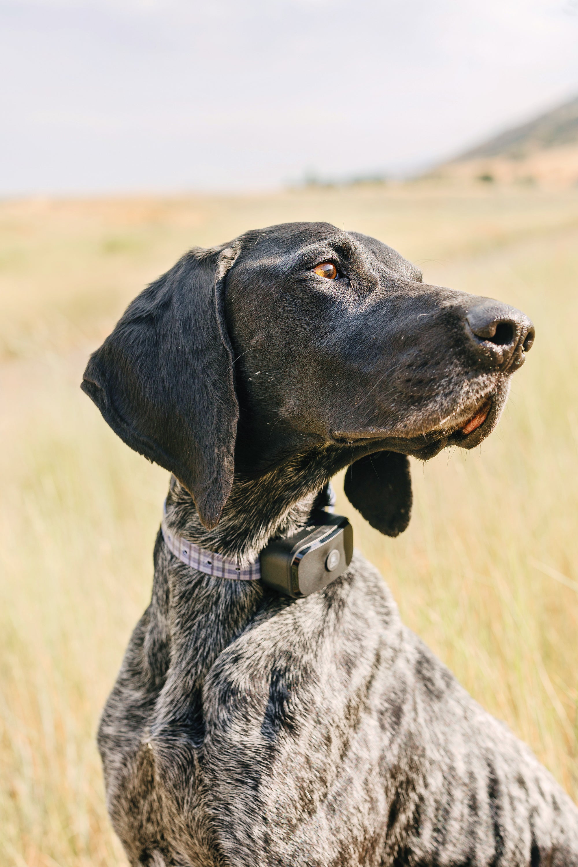 PawTronic Pro Series - Wireless GPS Dog Fence